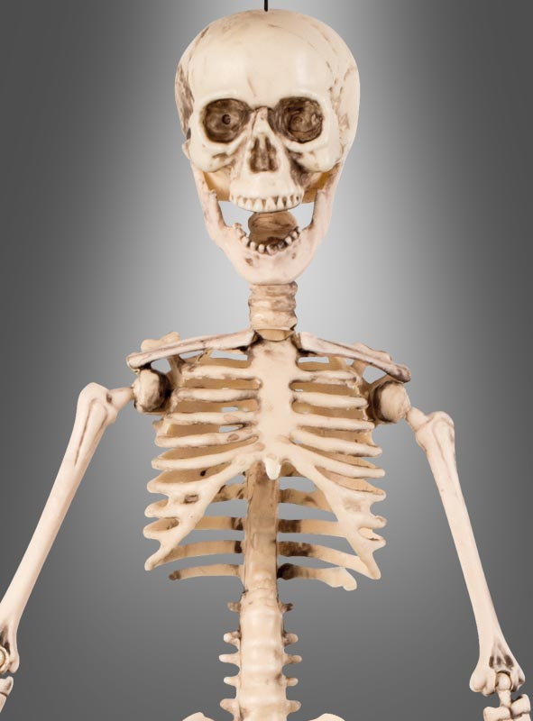 Movable skeleton 50cm decoration » Kostümpalast.de
